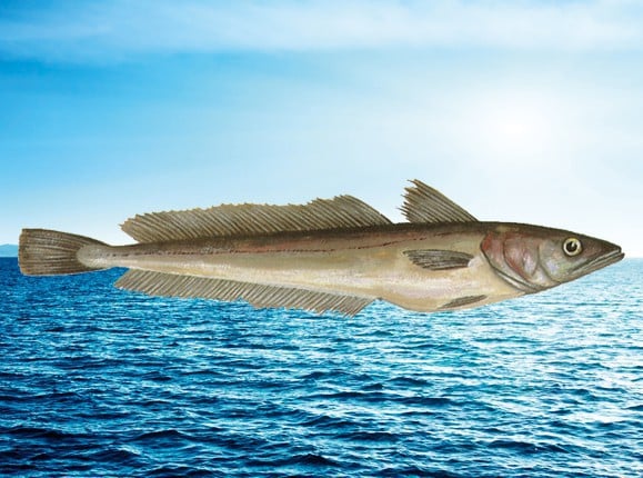 Seehecht – Greenland Seafood Europe